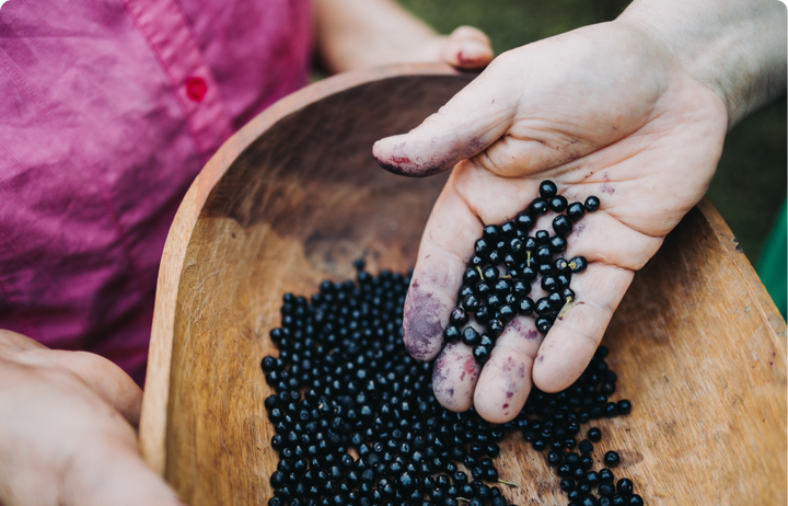 From Chilean Patagonia to Your Kitchen | Maqui Berry | VitalMaqui